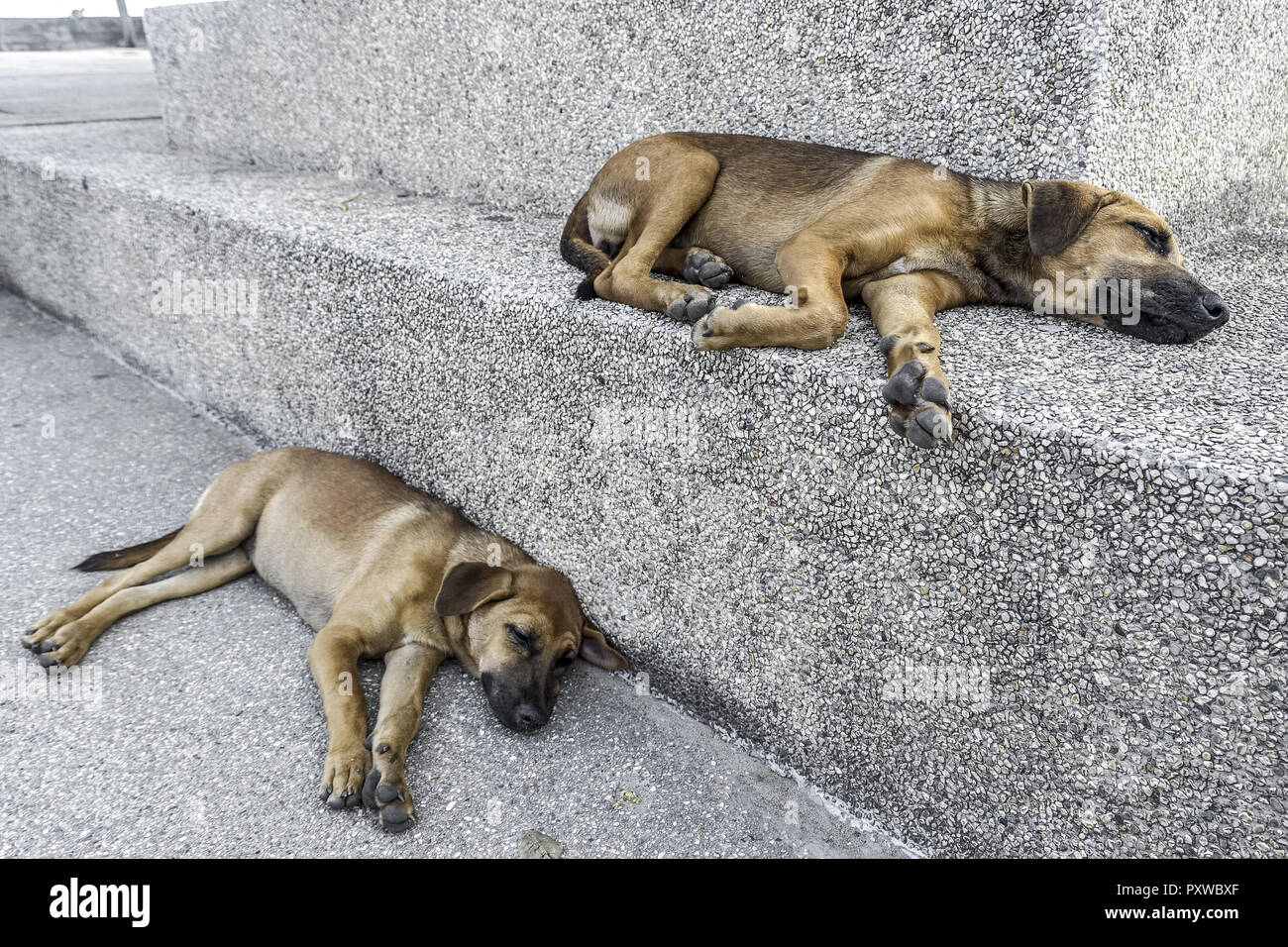 Tired dogs hi-res stock photography and images - Alamy