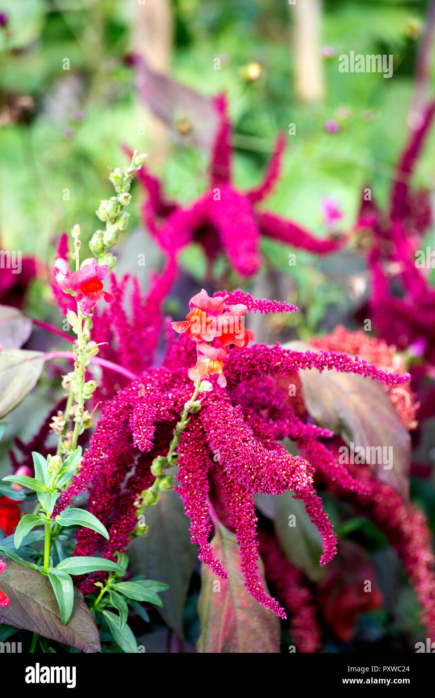 Ornamental amaranth hi-res stock photography and images - Alamy