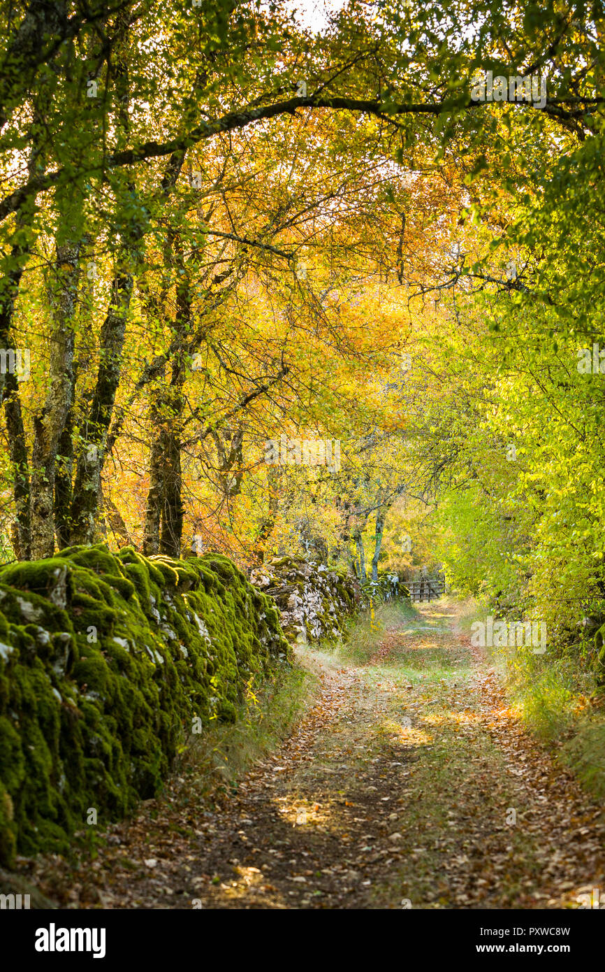 Autumn lane with old stone wall with green and golden trees Stock Photo ...