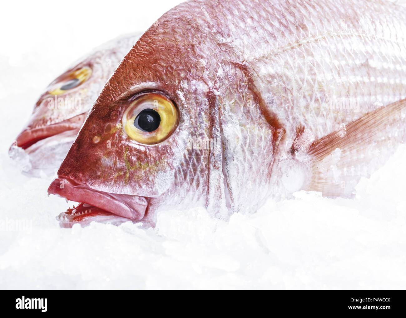 Dorade rose hi-res stock photography and images - Alamy