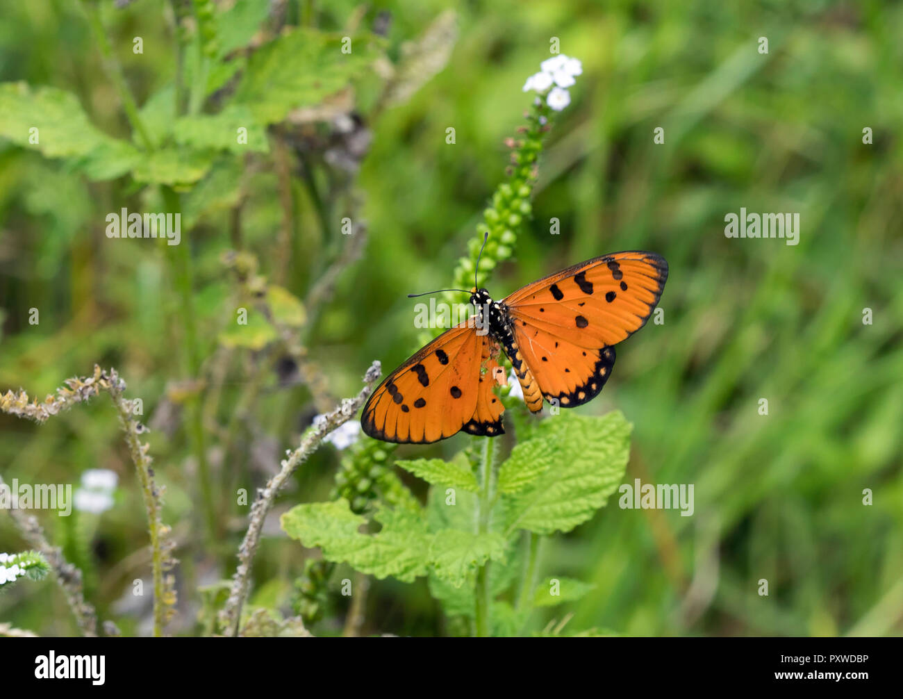 Thailand, Tawny coster, Acraea violae Stock Photo - Alamy