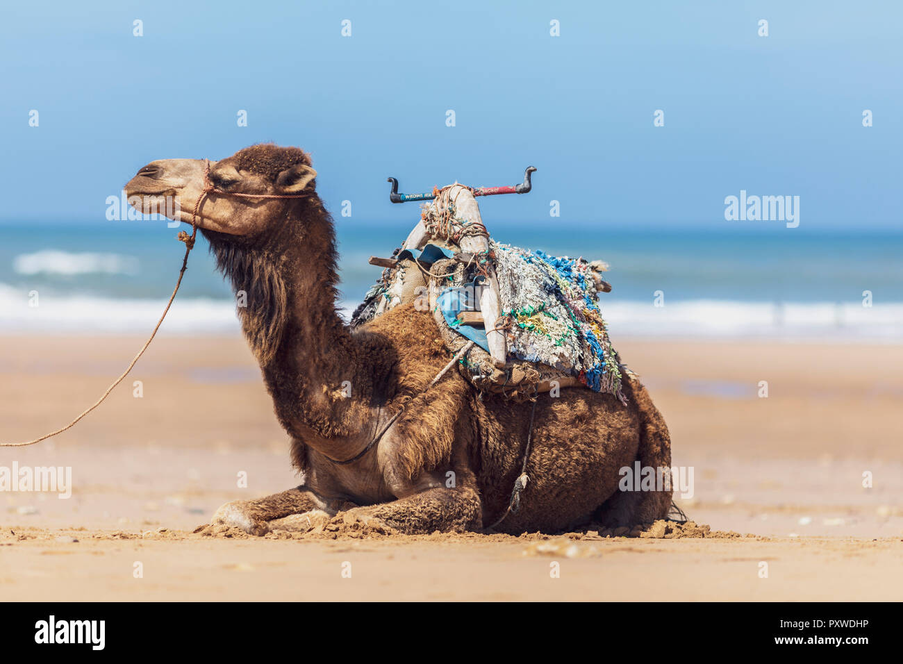 Morocco, camel lying at the beach Stock Photo - Alamy