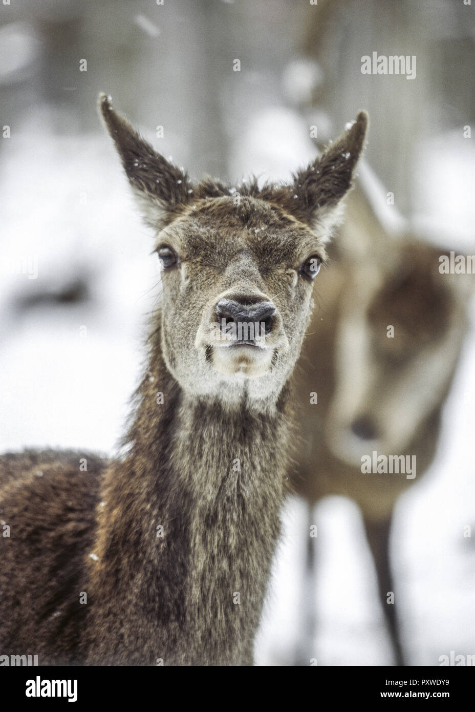 Rotwild, Hirschkuh im Winter, Portraet Stock Photo - Alamy