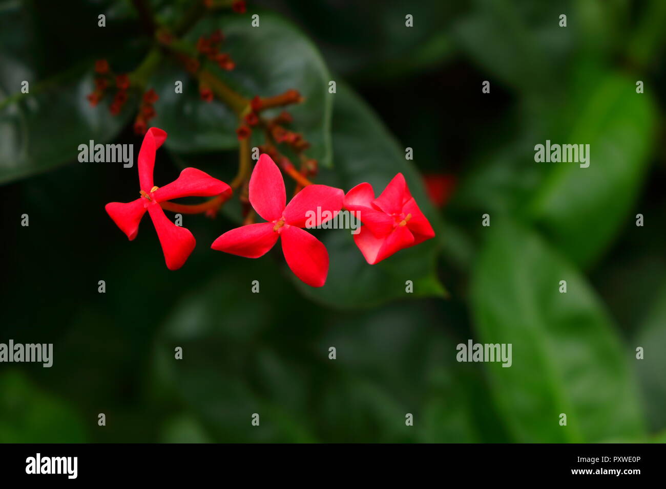 Spike flowers hi-res stock photography and images - Alamy