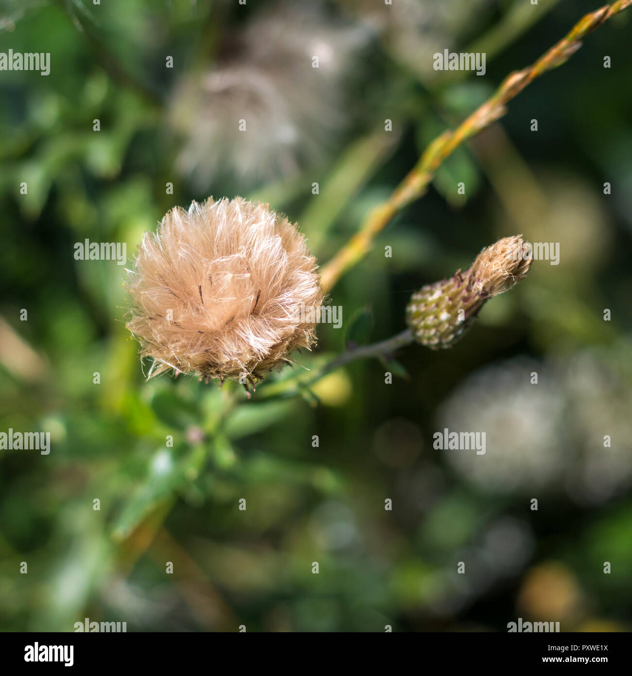 Thistle thistledown seed hi-res stock photography and images - Alamy