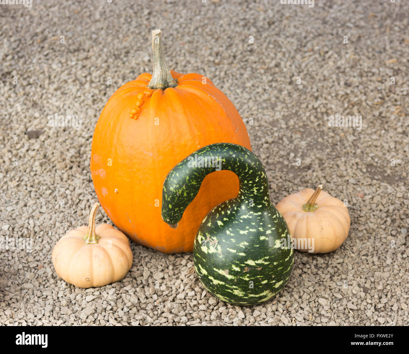 Pumpkin and squashes on gravel Stock Photo - Alamy