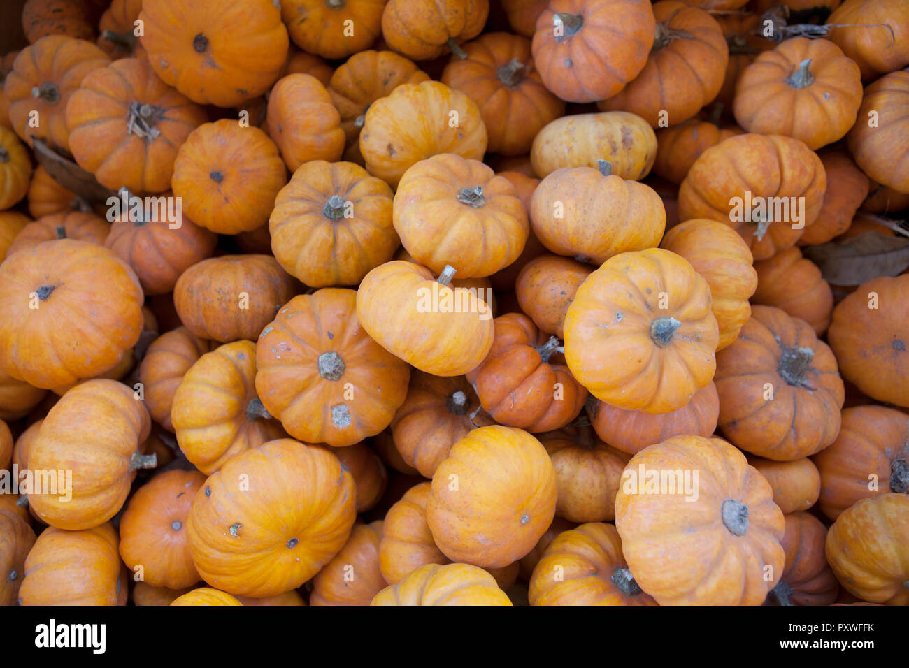 Jack be little Pumpkin Farm in Poland Stock Photo - Alamy