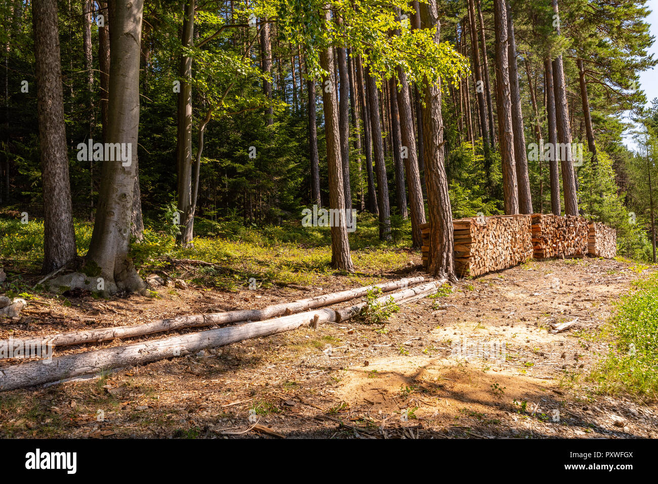 Color outdoor idyllic summer landscape with a sandy forest path / track ...