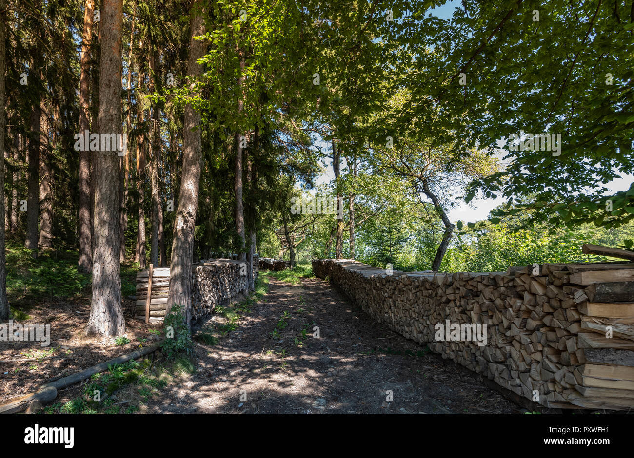 Color outdoor idyllic summer landscape with a sandy forest path / track ...