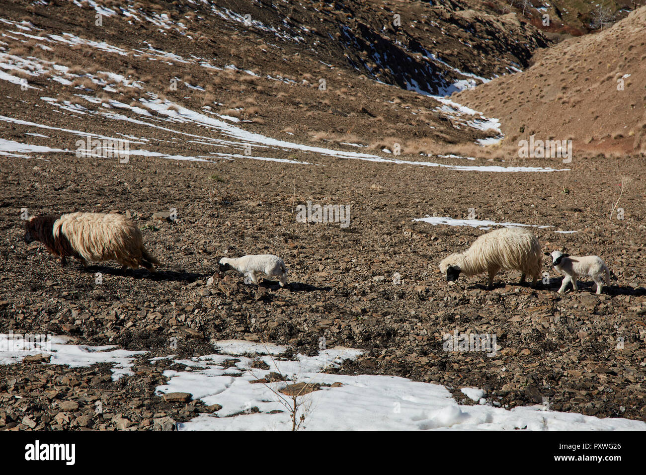 Sheep and goats herd at TIZI N'TICHKA, MOROCCO Stock Photo - Alamy