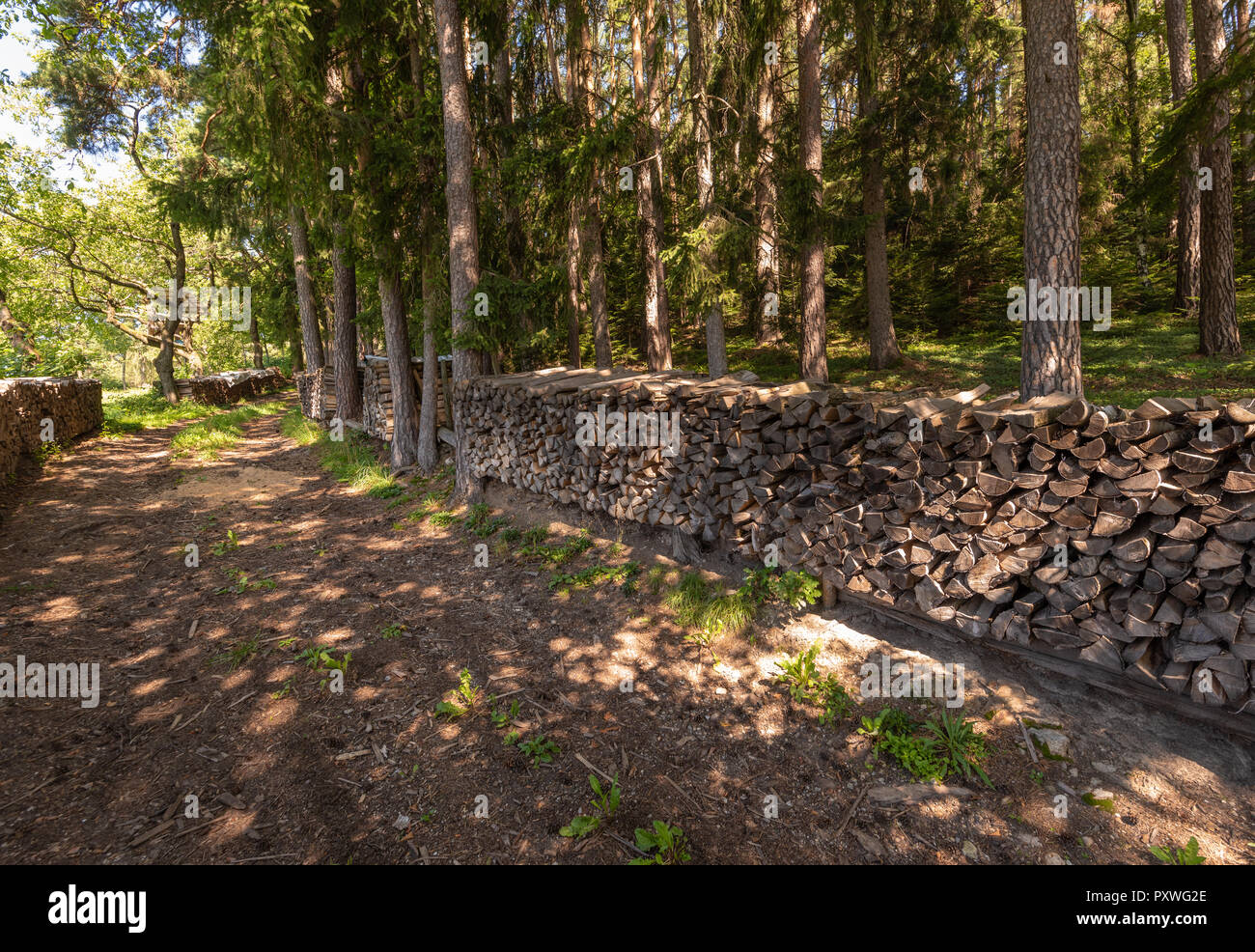 Color outdoor idyllic summer landscape with a sandy forest path / track ...
