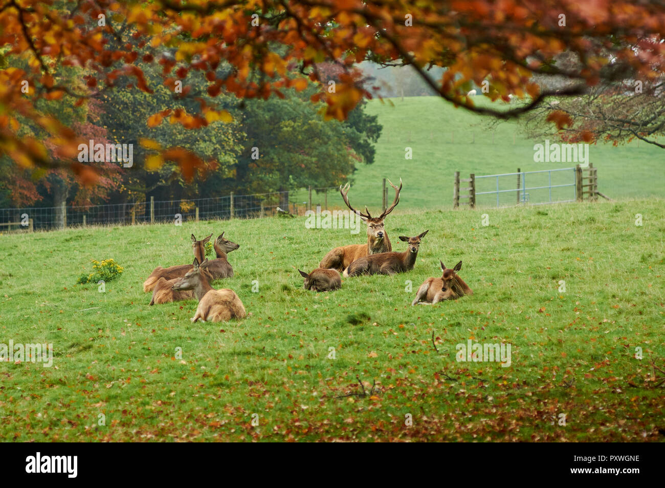 Stag family hi-res stock photography and images - Alamy