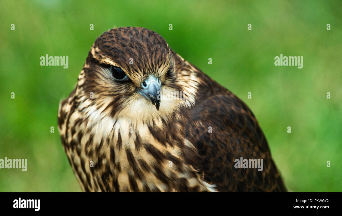 Close up Photograph Of Falcon Hawk Stock Photo - Alamy