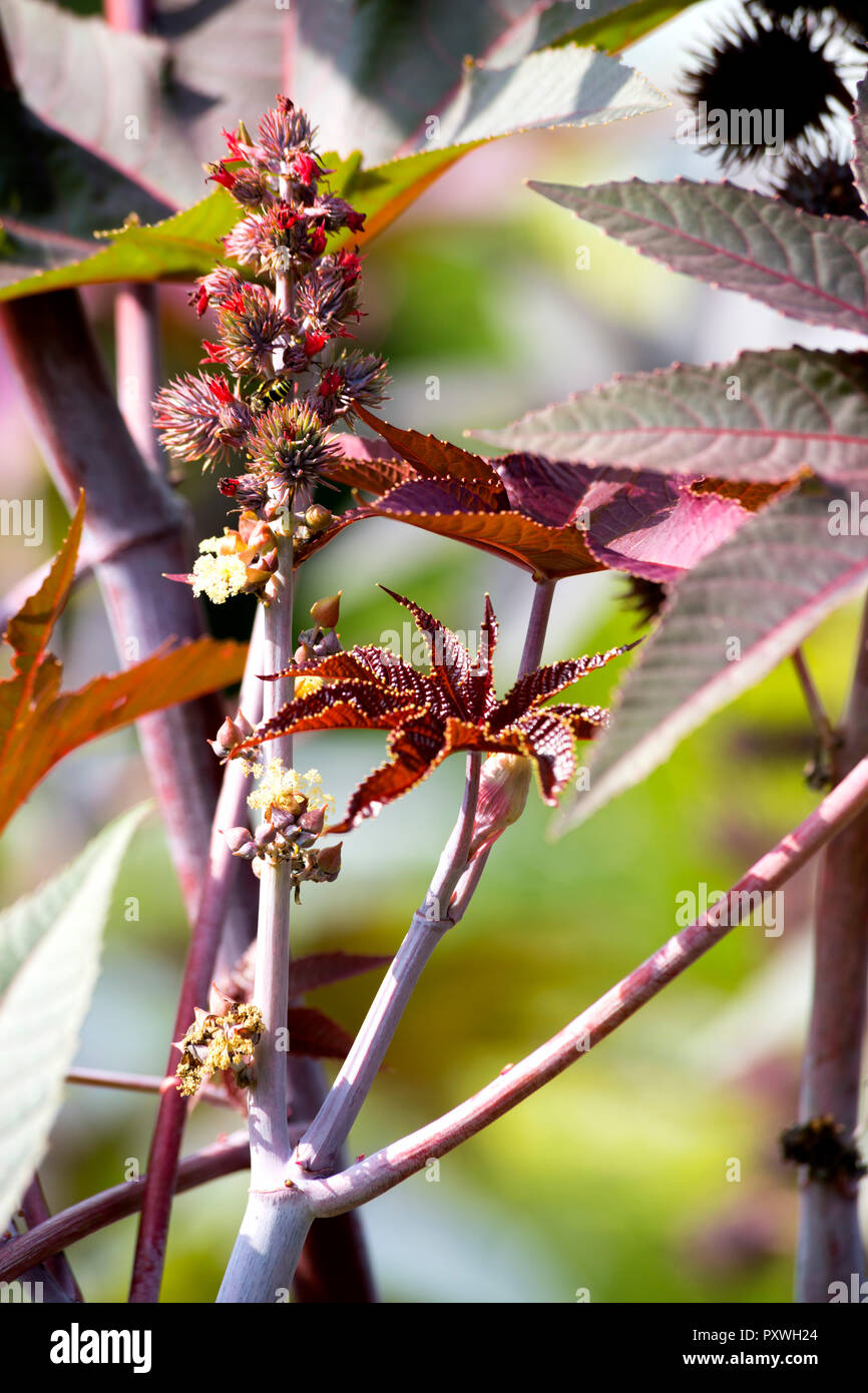 Ricinus communis seed hi-res stock photography and images - Alamy