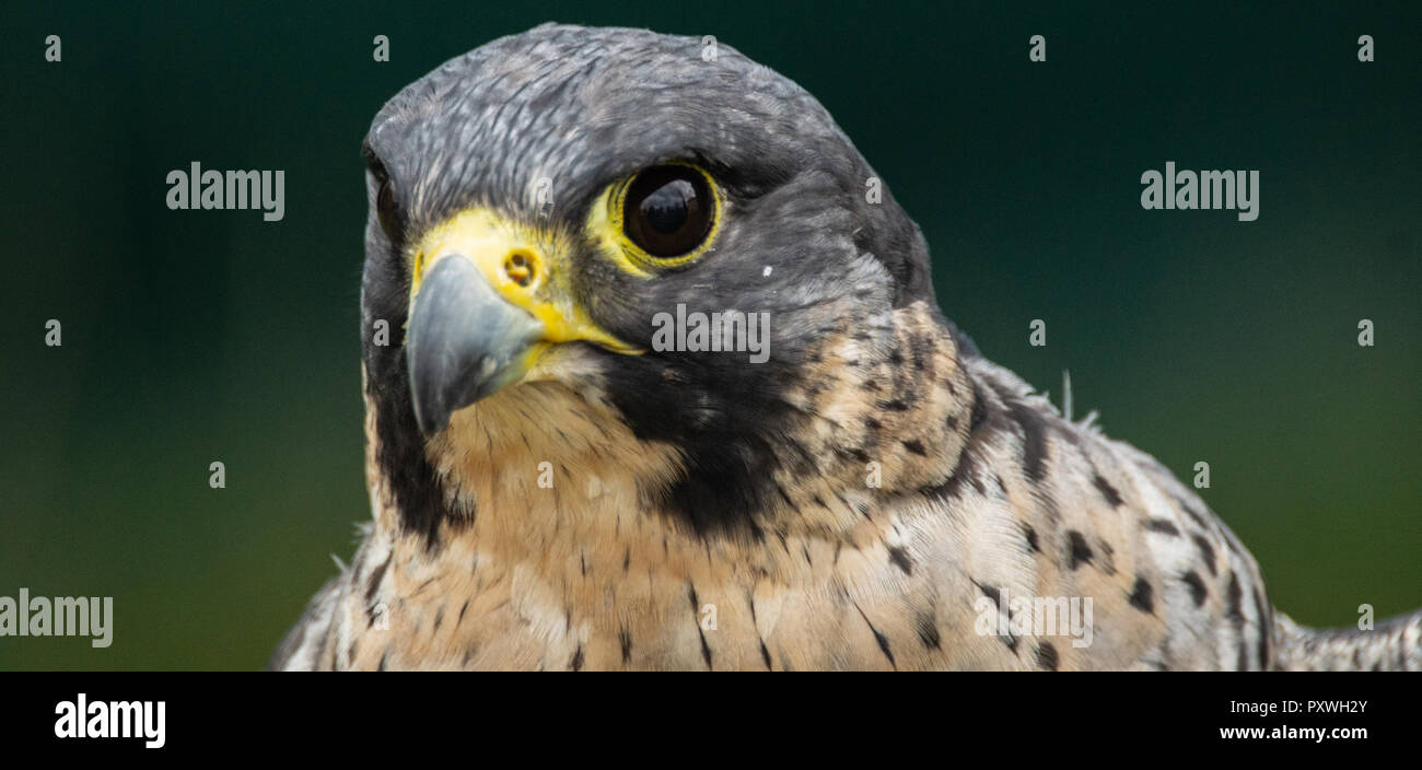 Close up Photograph Of Falcon Hawk Stock Photo - Alamy