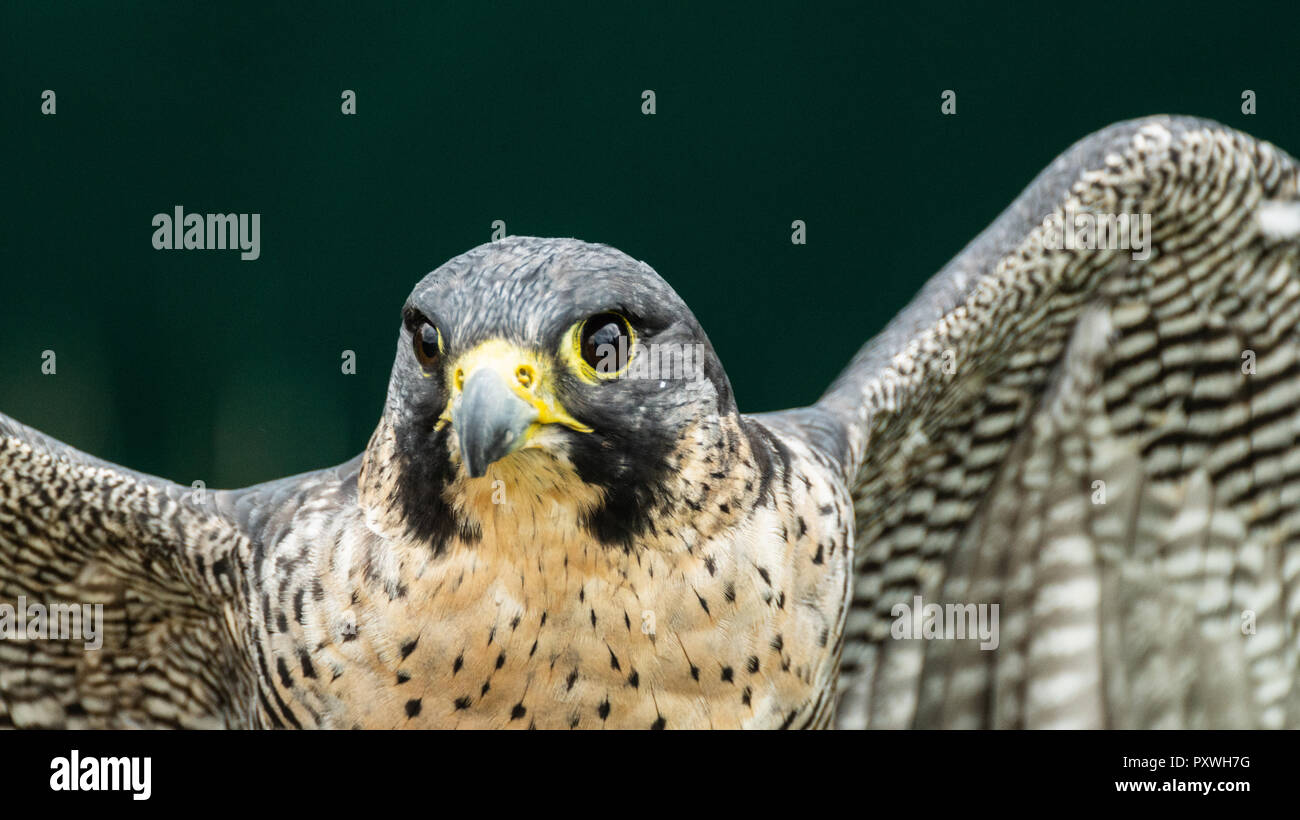 Close up Photograph Of Falcon Hawk Stock Photo - Alamy
