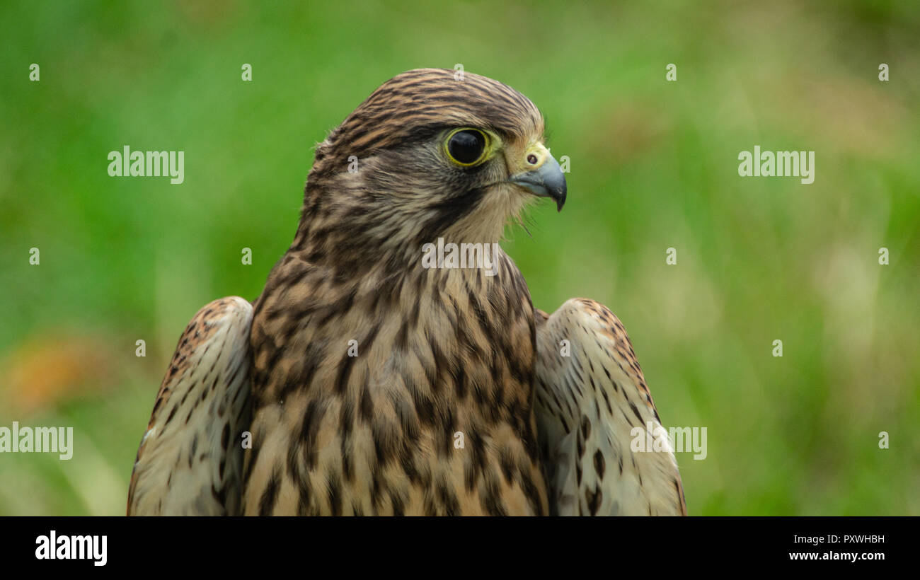 Close up Photograph Of Falcon Hawk Stock Photo - Alamy