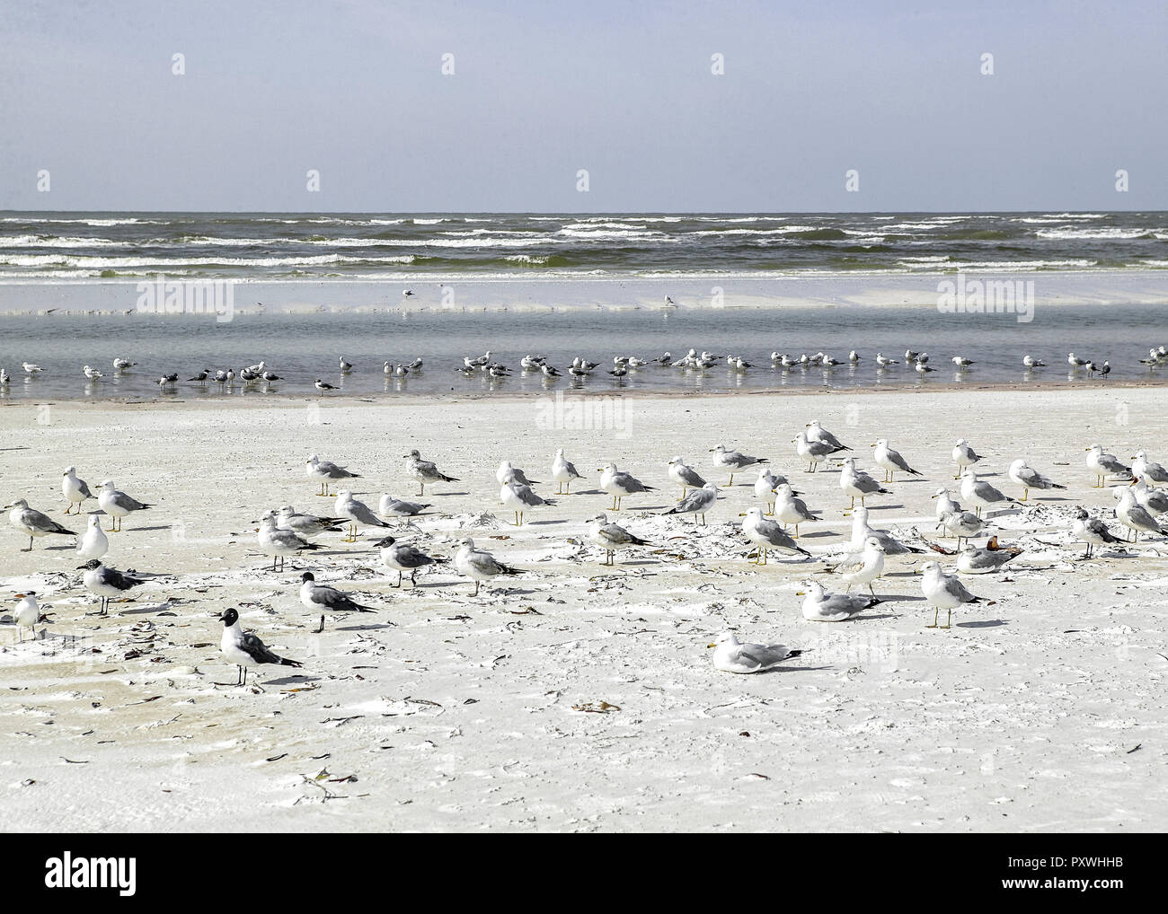 Moewen an Strand, Florida, USA Stock Photo - Alamy