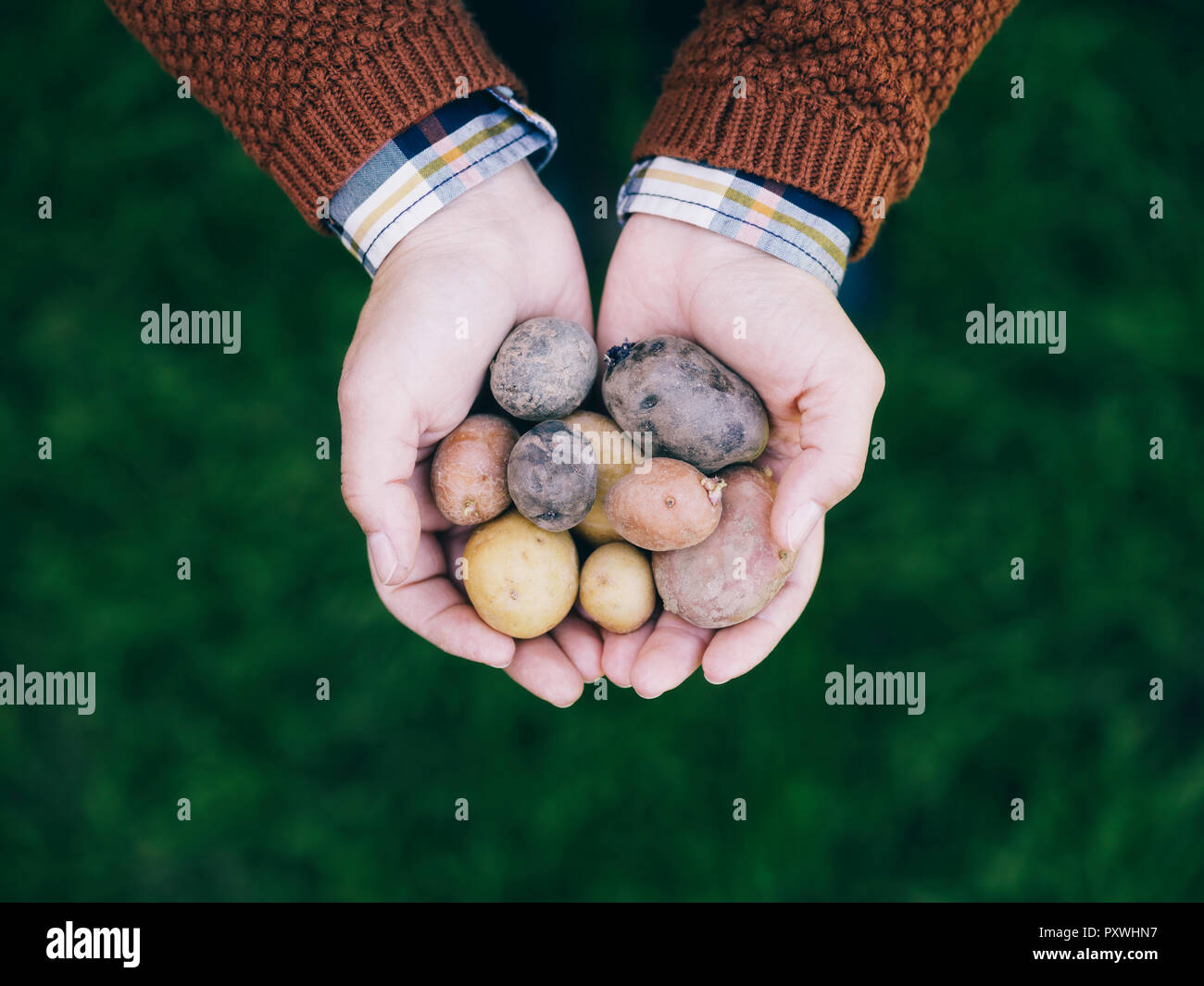 Hands potatoes hi-res stock photography and images - Alamy