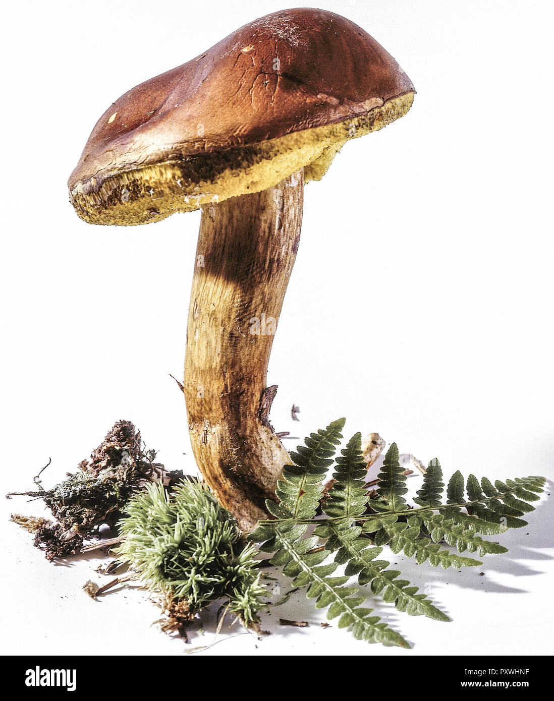 Maronenroehrling hi-res stock photography and images - Alamy