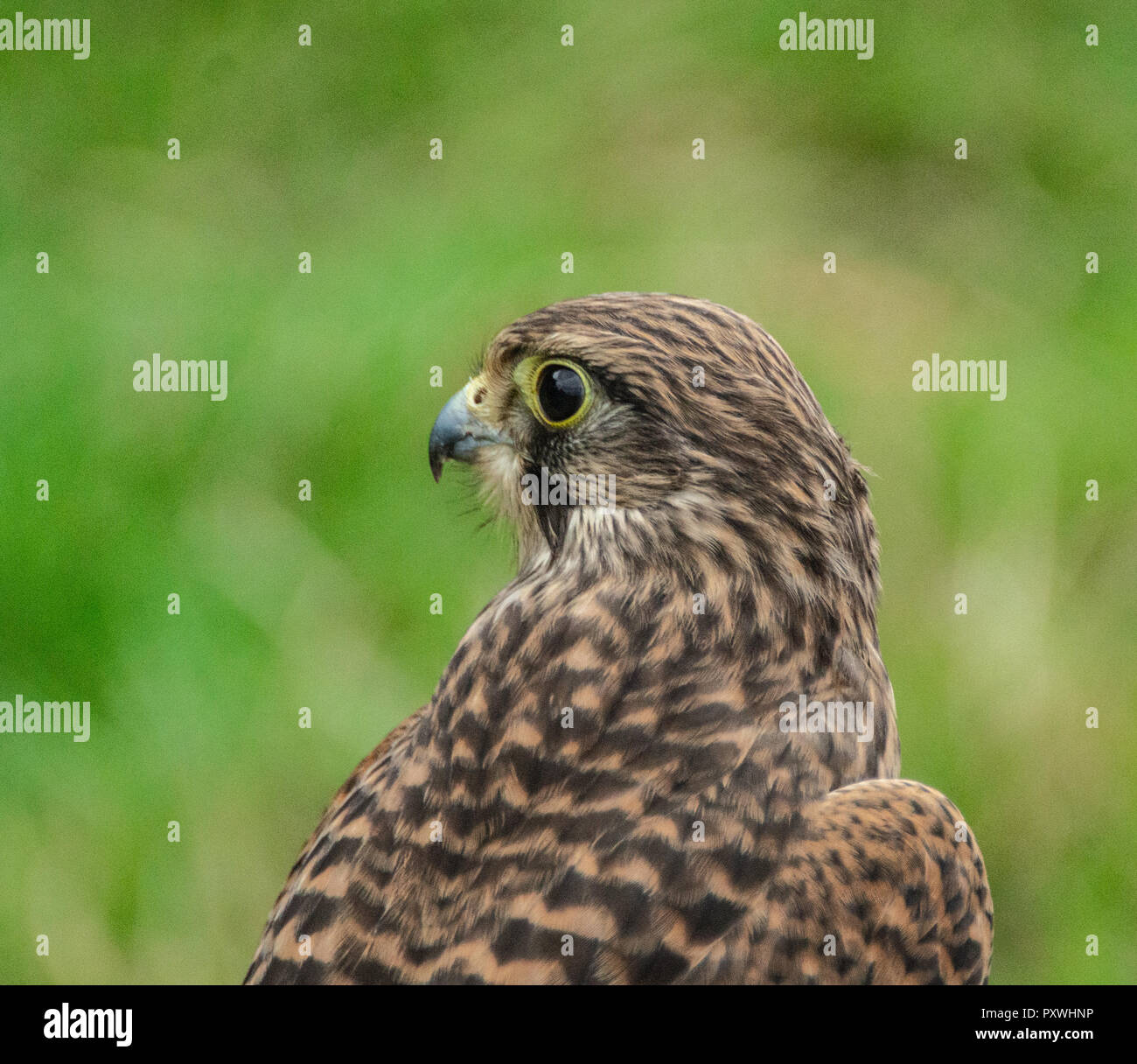 Handler flying falcon hi-res stock photography and images - Alamy
