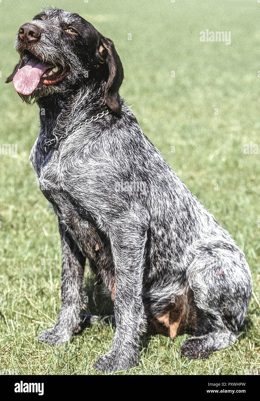 Drahthaar hi-res stock photography and images - Alamy