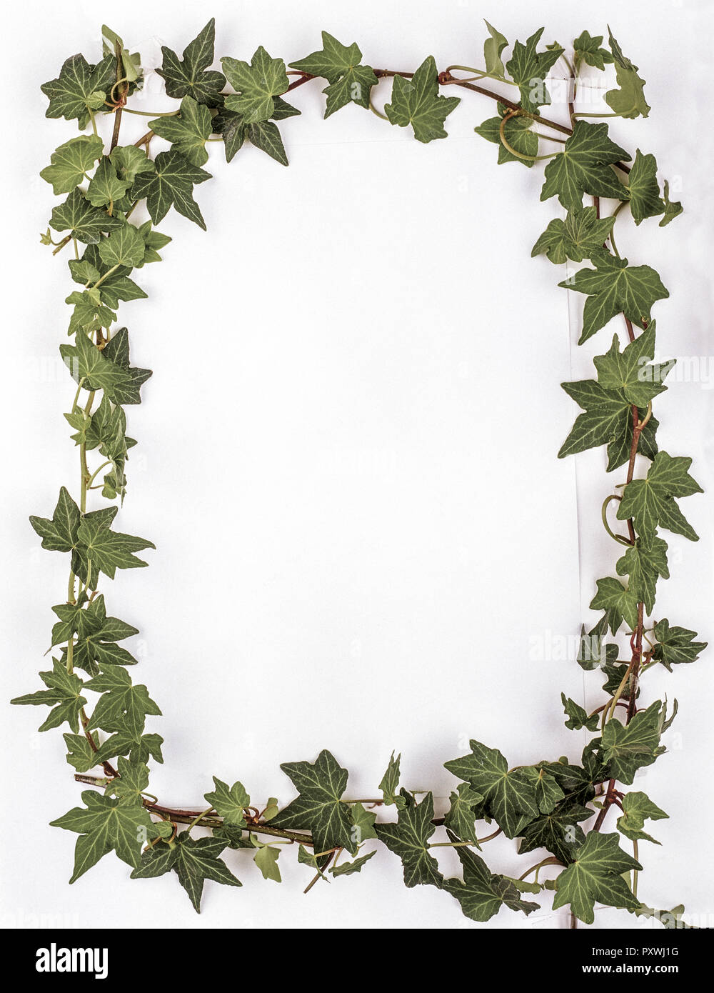 Efeuranken High Resolution Stock Photography and Images - Alamy