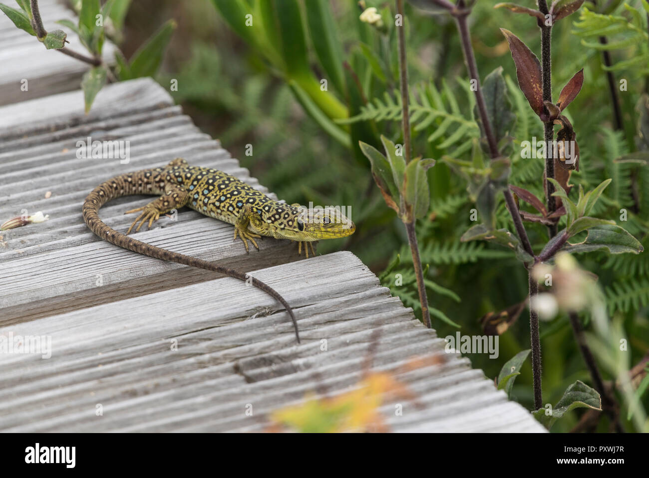 Portugal, Viana do Castelo, ocellated lizard Stock Photo - Alamy