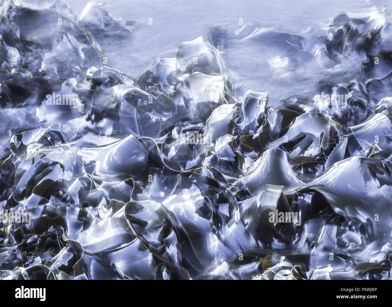 Algen, Seetang, im Meer Stock Photo - Alamy