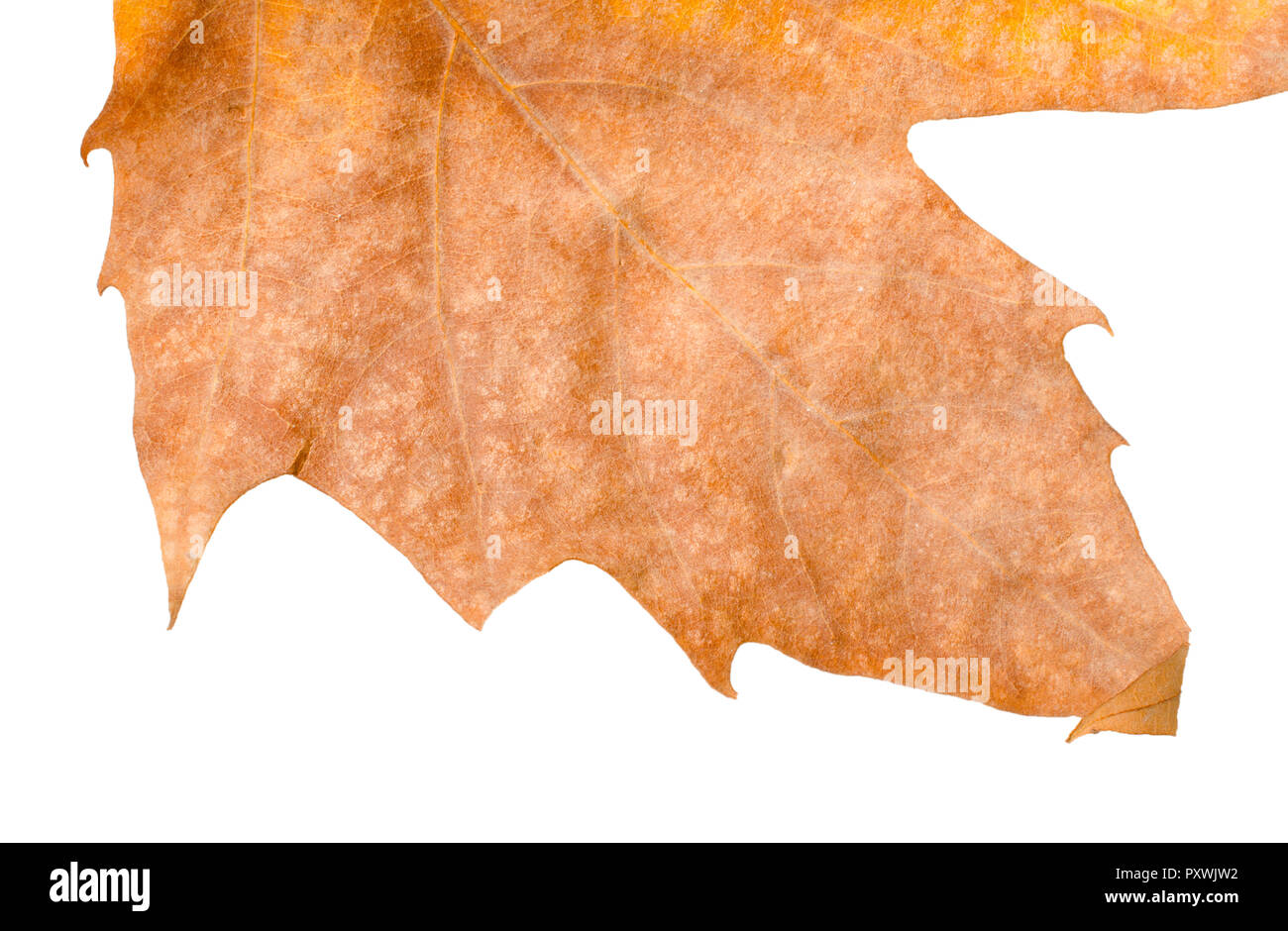 Autumn leaf gone completely brown on a white background Stock Photo - Alamy