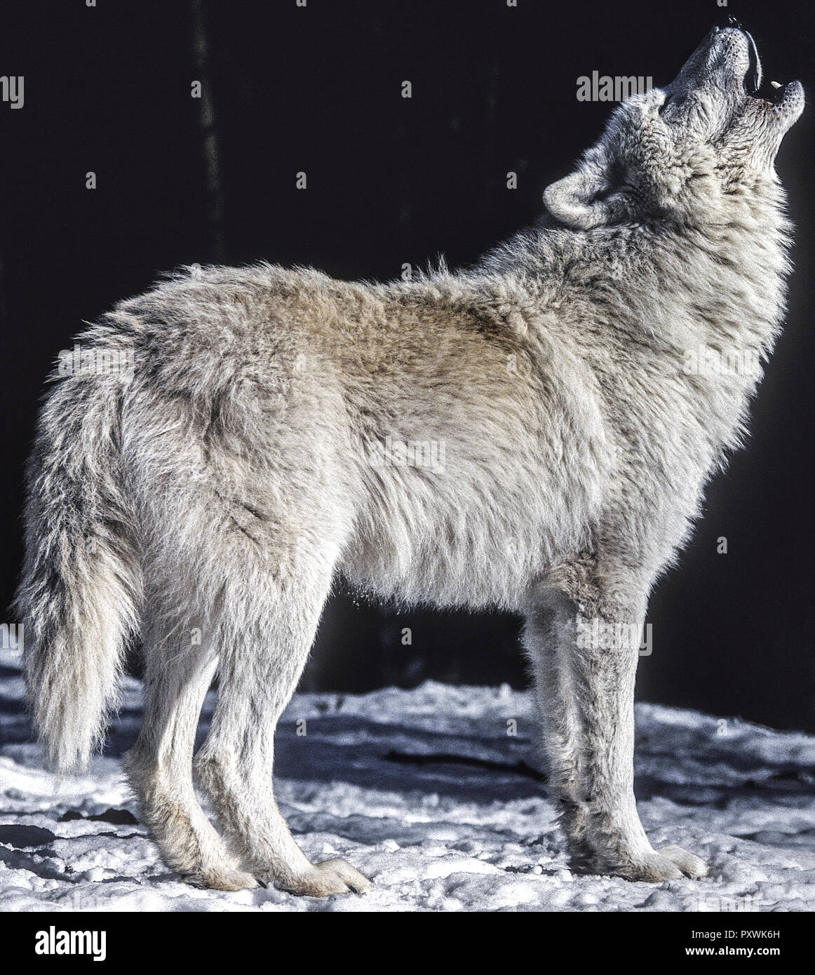 Polarwolf hi-res stock photography and images - Alamy