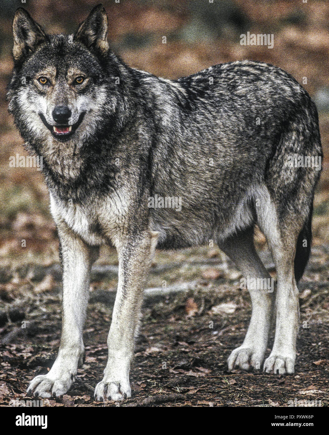 Europaeischer wolf hi-res stock photography and images - Alamy