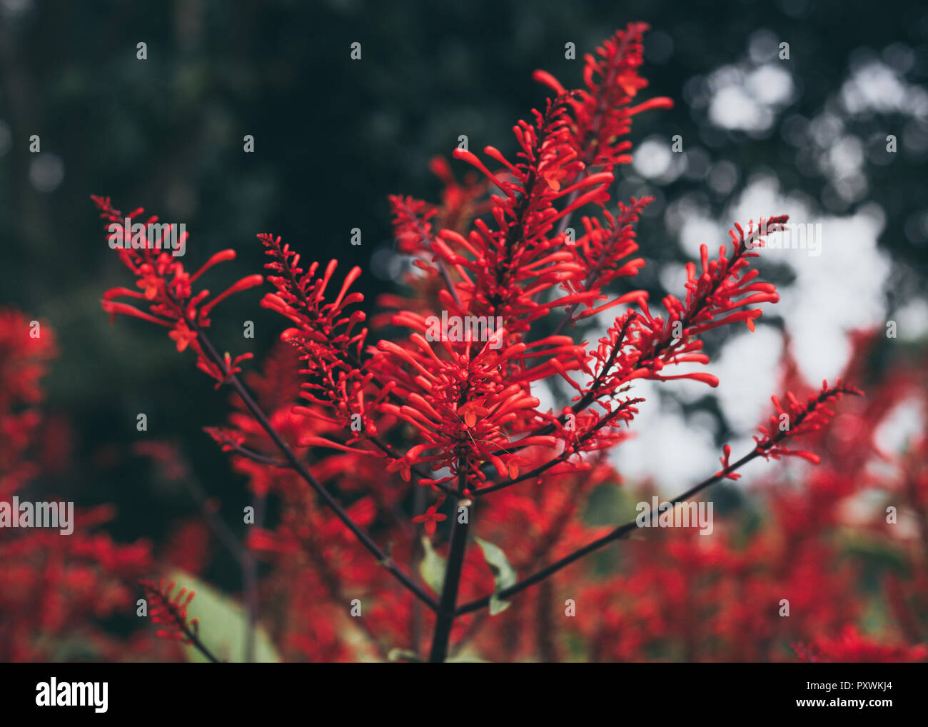 Beautiful garden flowers hi-res stock photography and images - Alamy