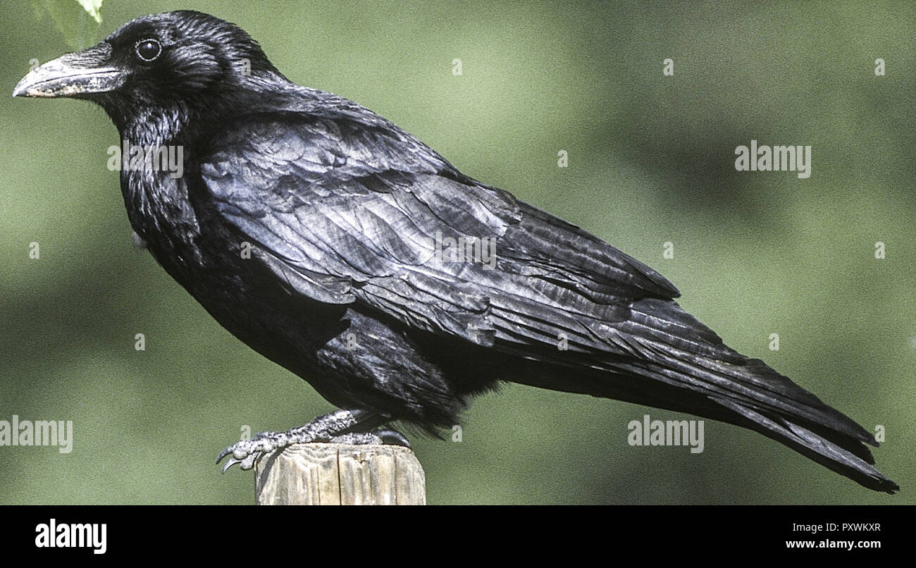 Sideward hi-res stock photography and images - Alamy