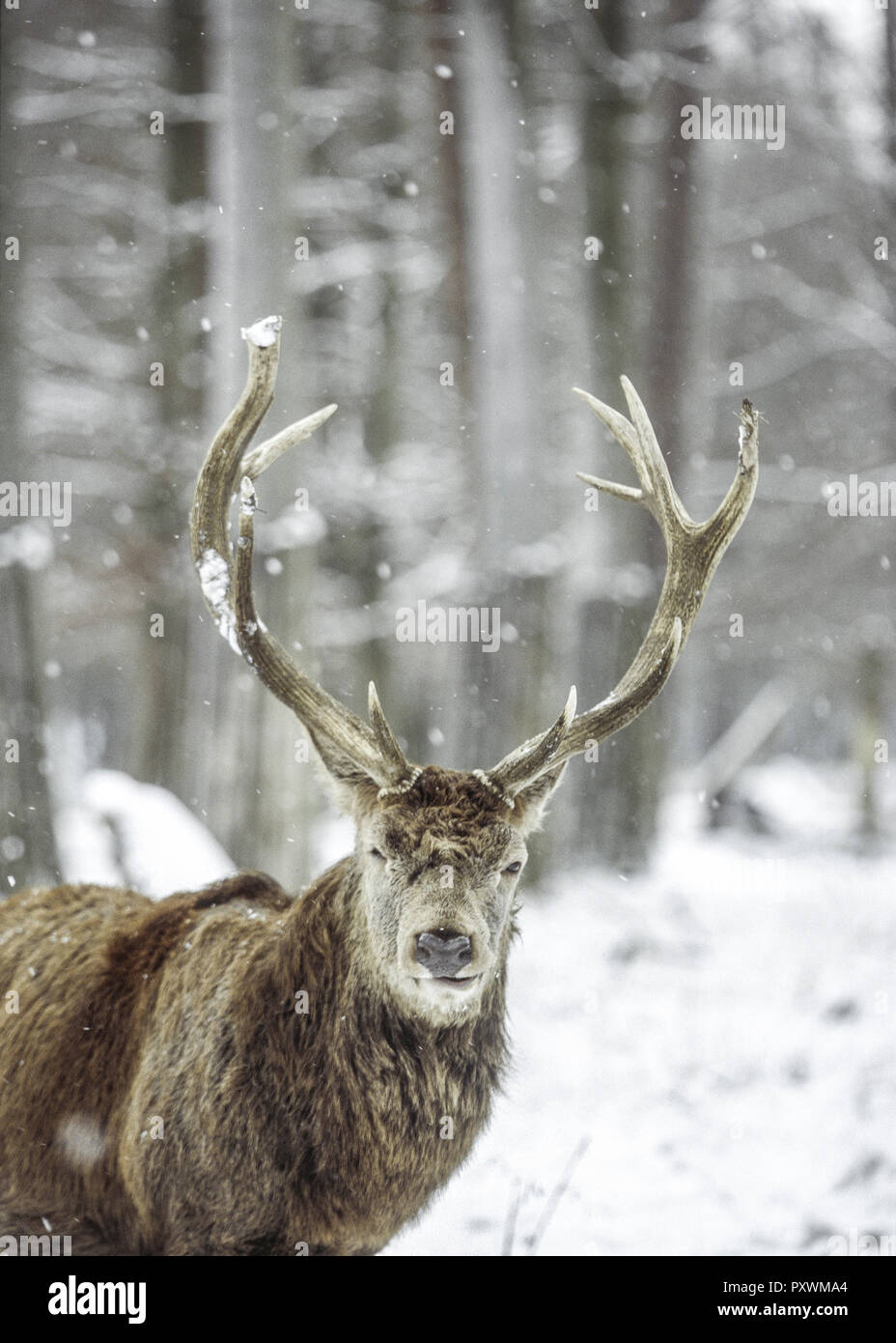 Rotwild, Rothirsch im Winter, Portraet Stock Photo - Alamy