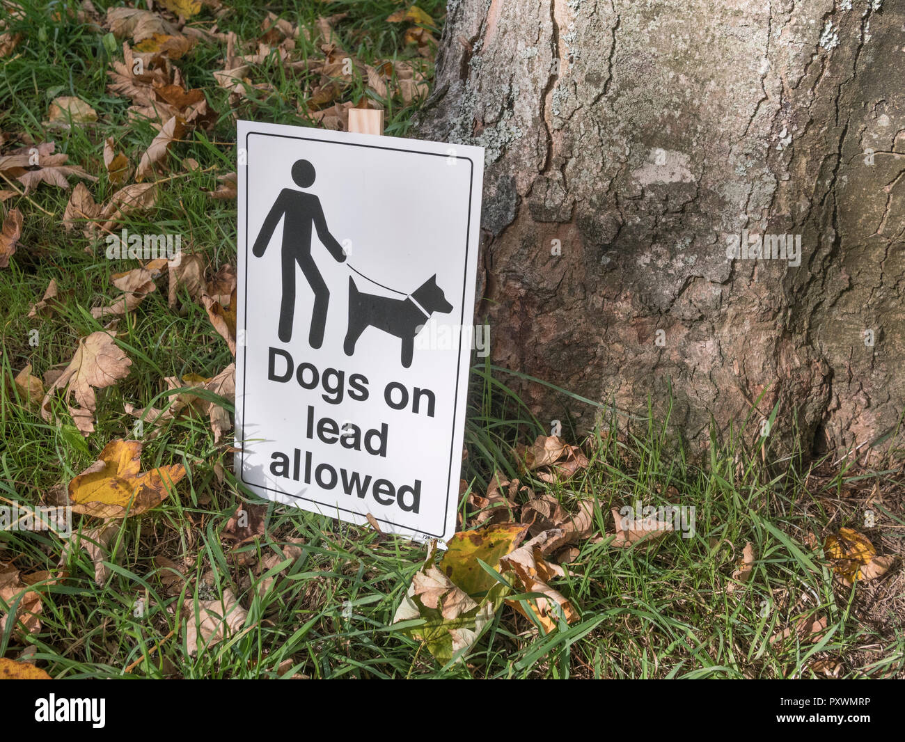 Responsible pet ownership concept hi-res stock photography and images ...