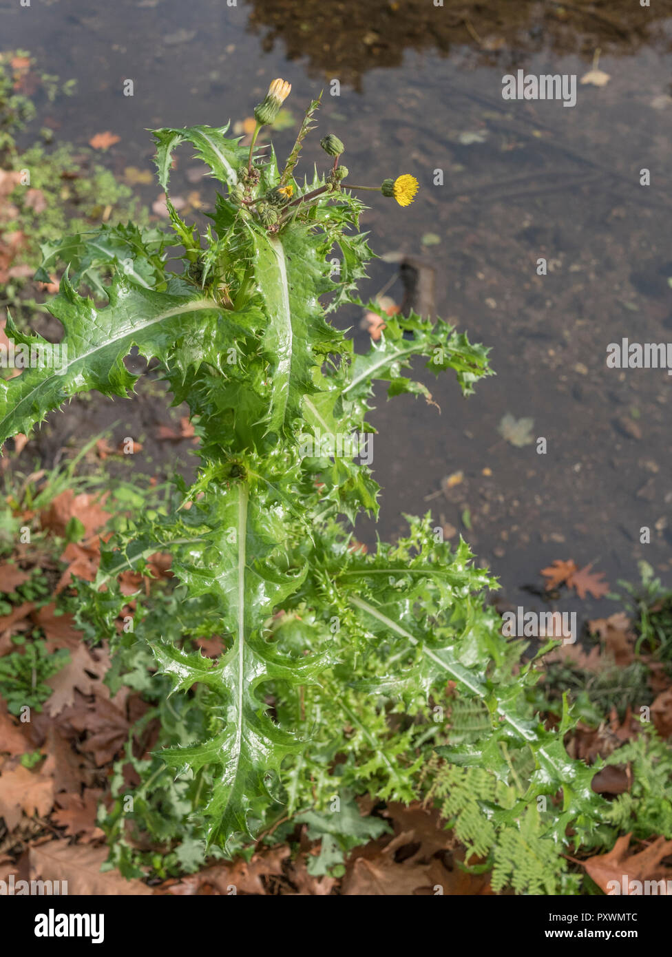 Cerraja brava hi-res stock photography and images - Alamy