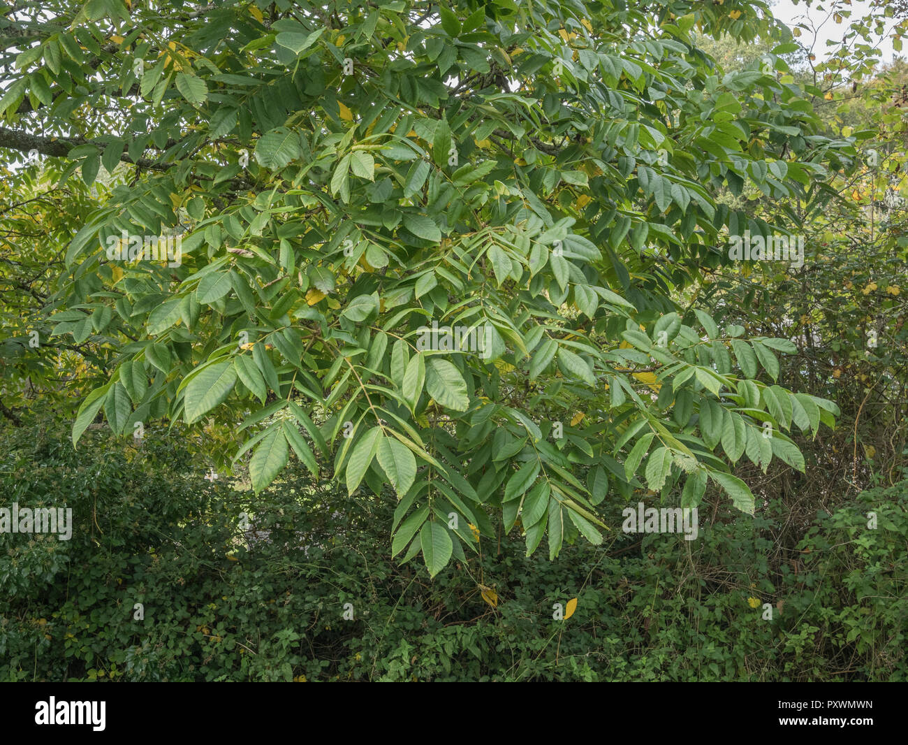 Leaves and foliage of Japanese Walnut - Juglans ailantifolia - in ...