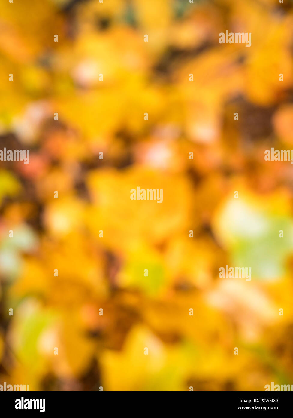 Unusual leaf shapes hi-res stock photography and images - Alamy