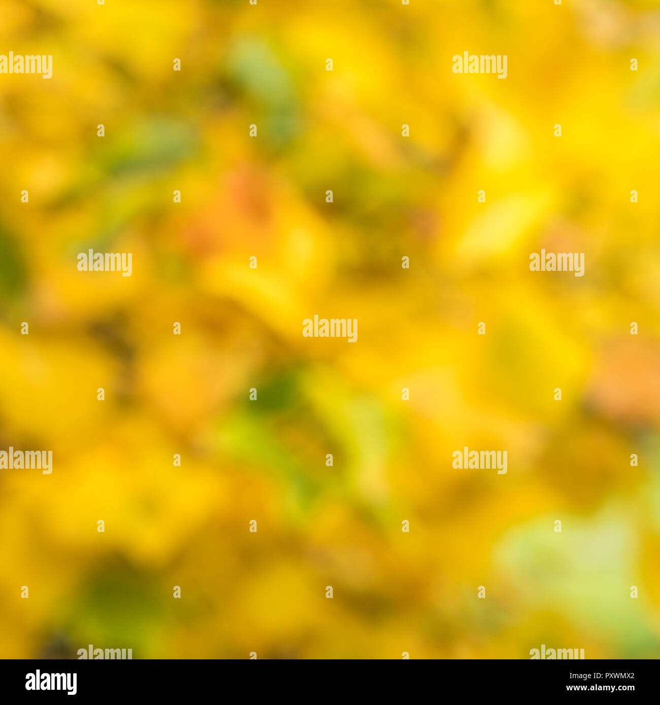 Unusual leaf shapes hi-res stock photography and images - Alamy
