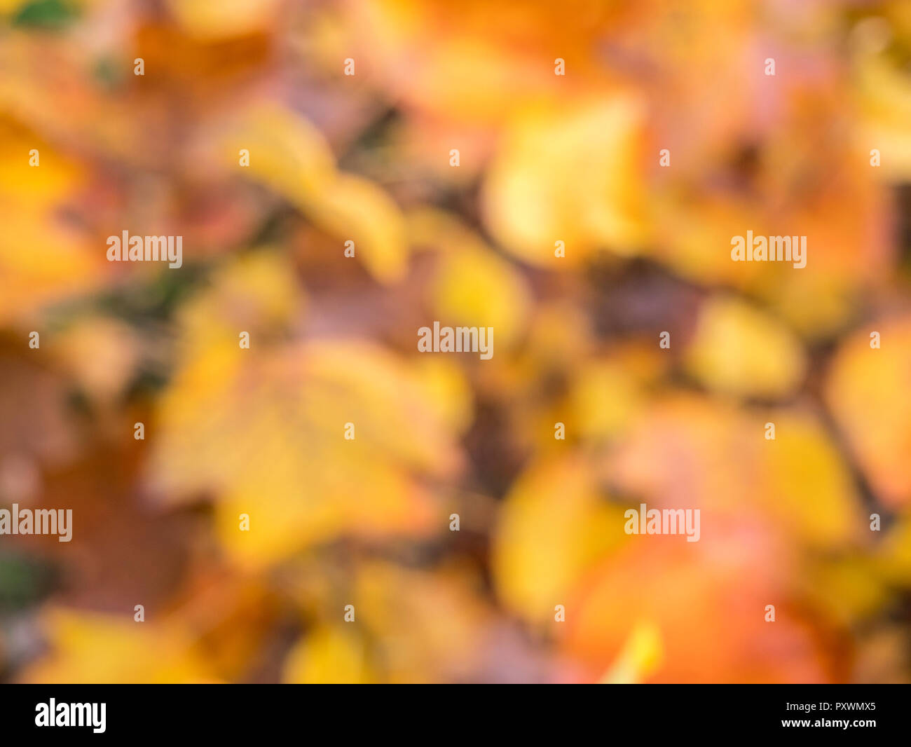 Unusual leaf shapes hi-res stock photography and images - Alamy