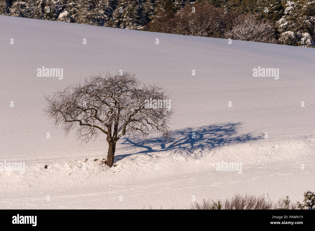 Bright winter color landscape scene of a snow field in a clearing of a ...