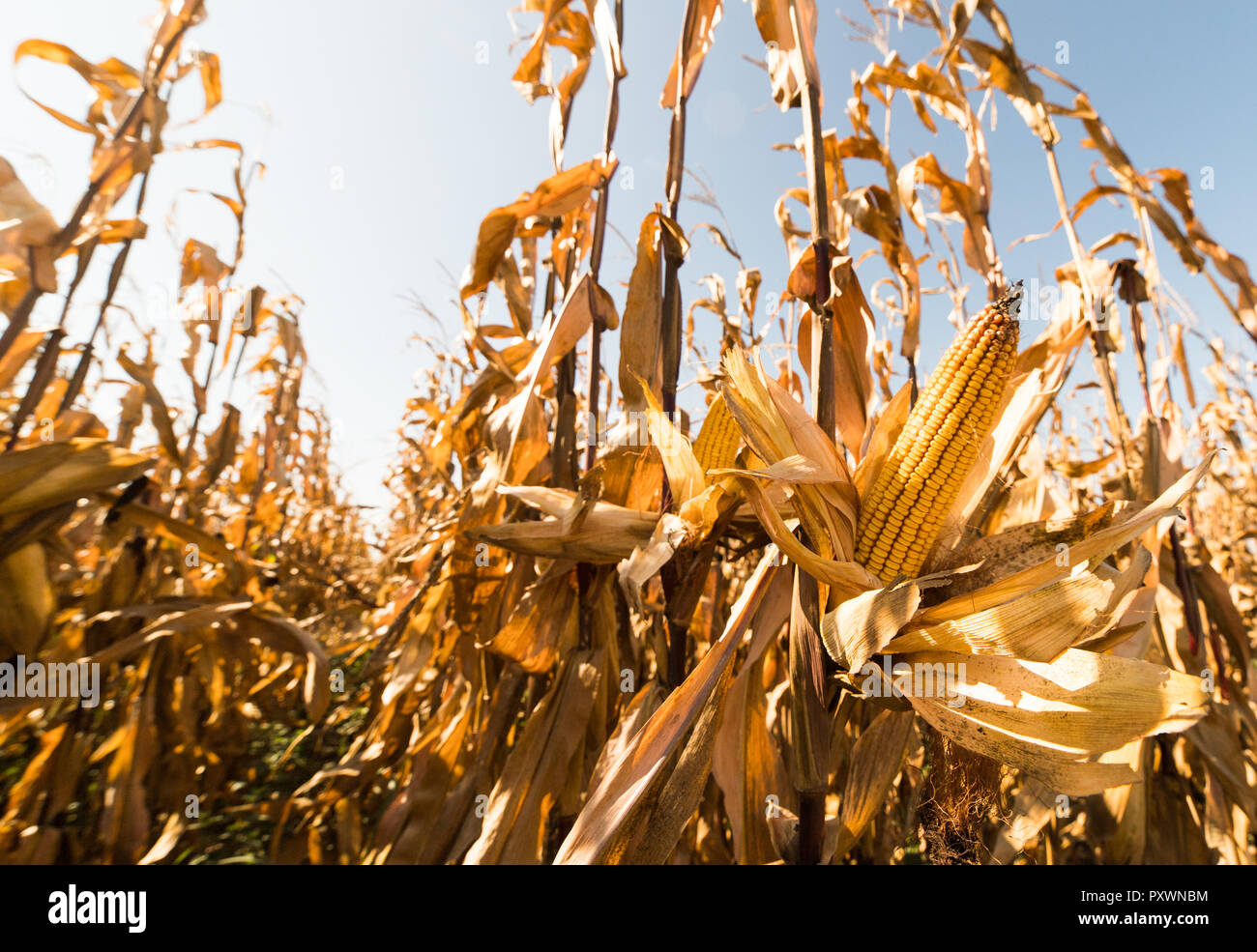 Ripe corn on stalk in fields before harvest Stock Photo - Alamy