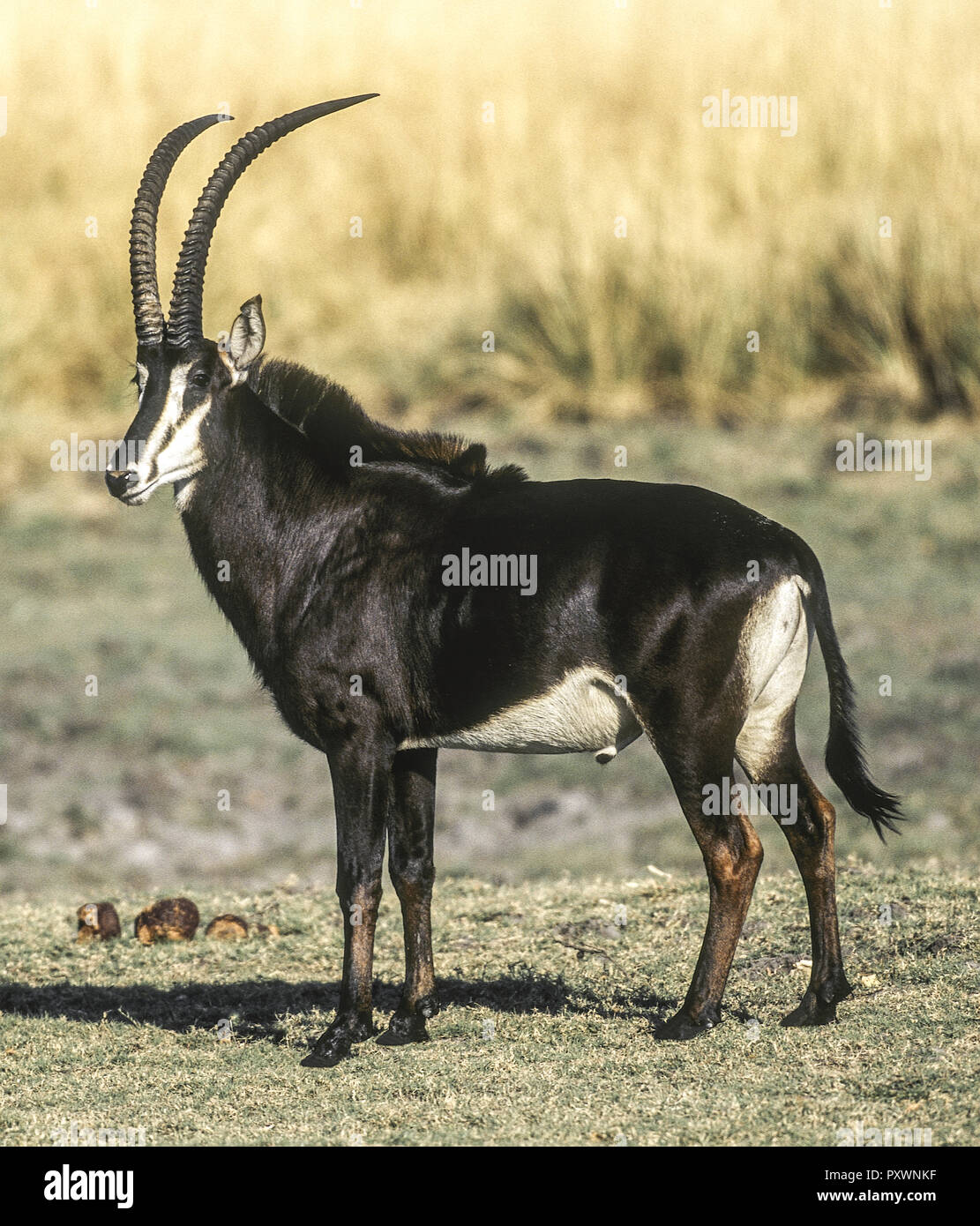 Rappenantilope hi-res stock photography and images - Alamy