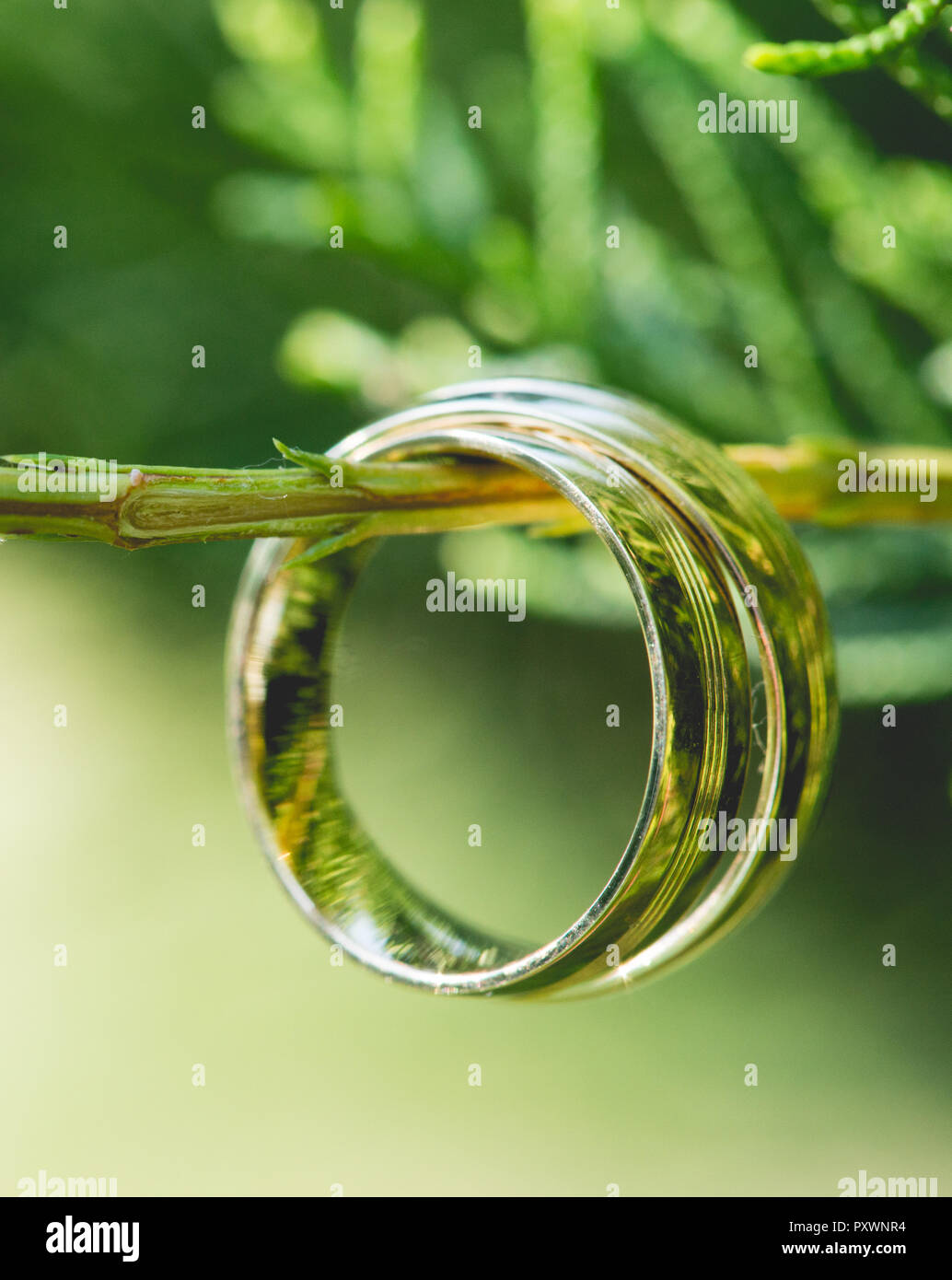 Wedding gold rings, on beautiful green plant Stock Photo - Alamy