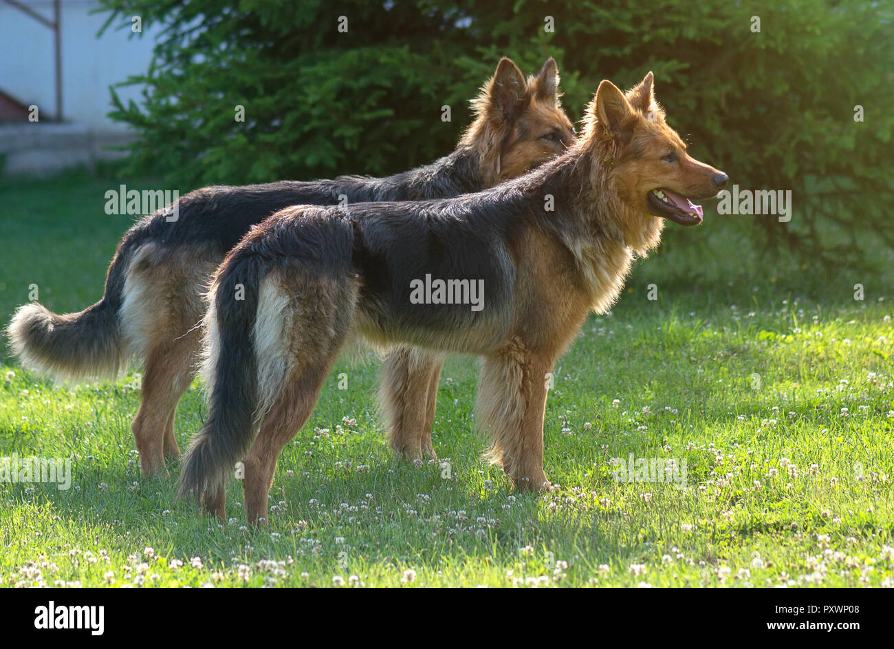 Two german shepherd hi-res stock photography and images - Alamy
