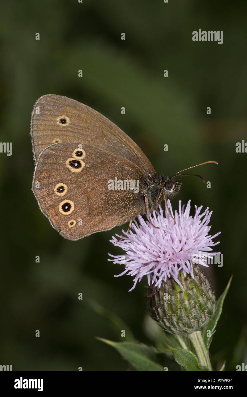 Ringlet butterfly on a flower Stock Photo - Alamy