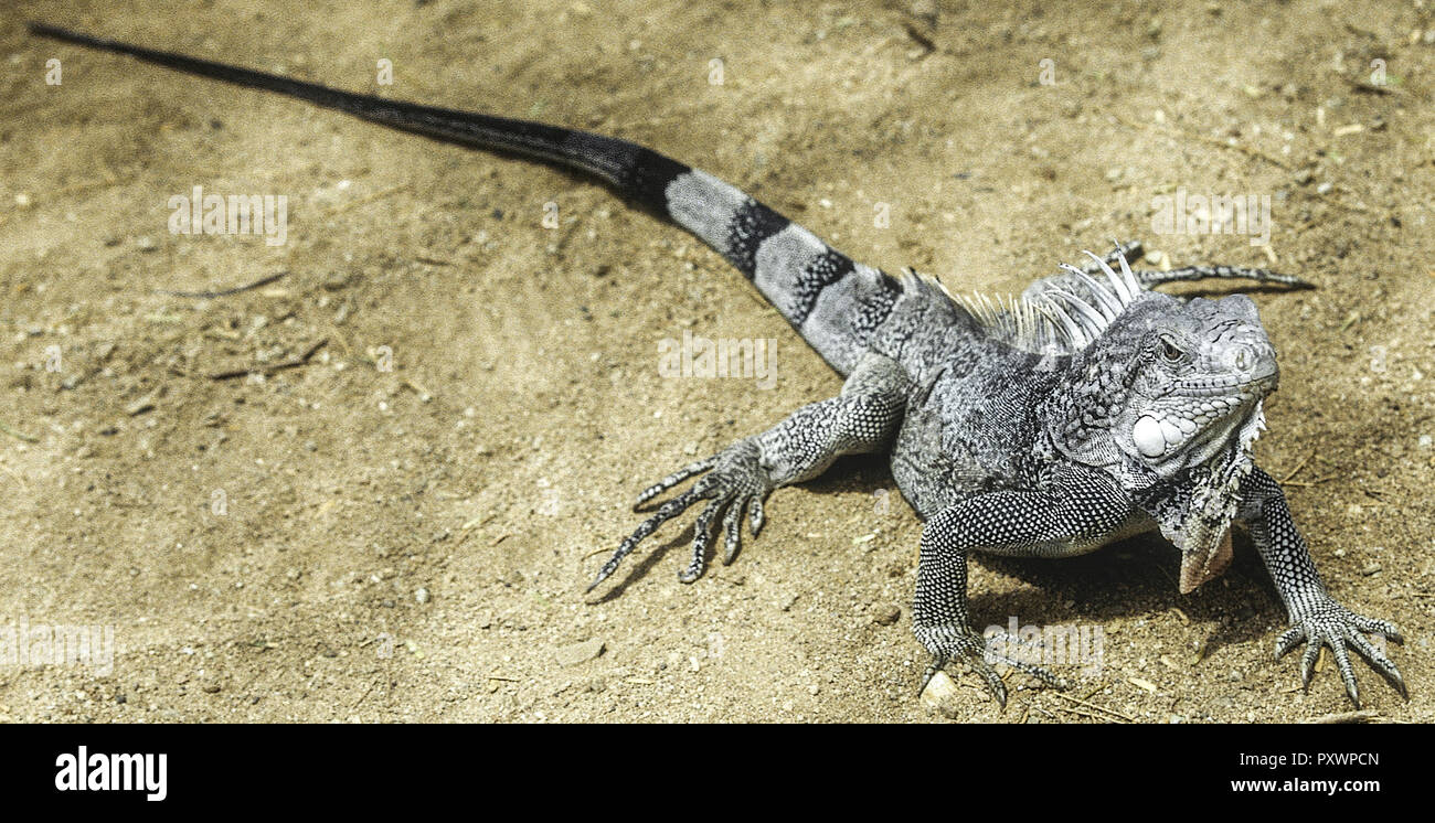 Gruener leguan hi-res stock photography and images - Alamy