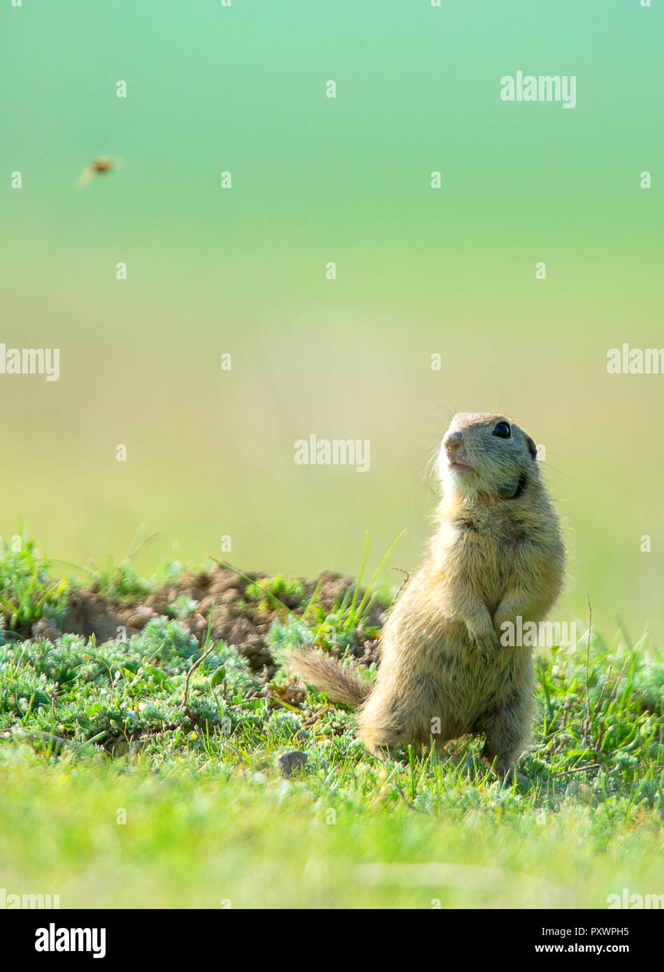 Prairie catch hi-res stock photography and images - Alamy