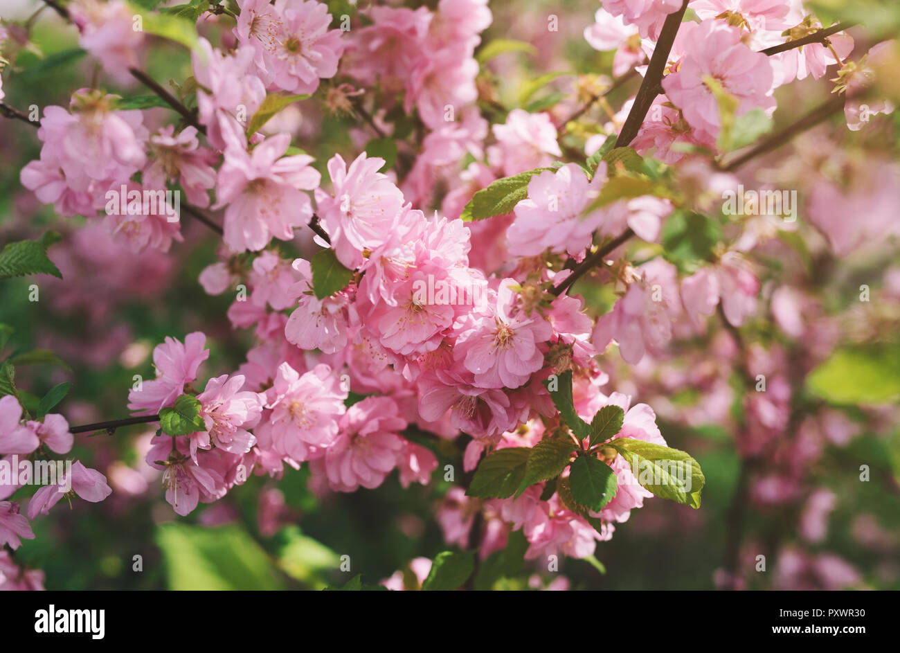 Blooming tree with pink flowers in spring. Freshness of spring Stock ...